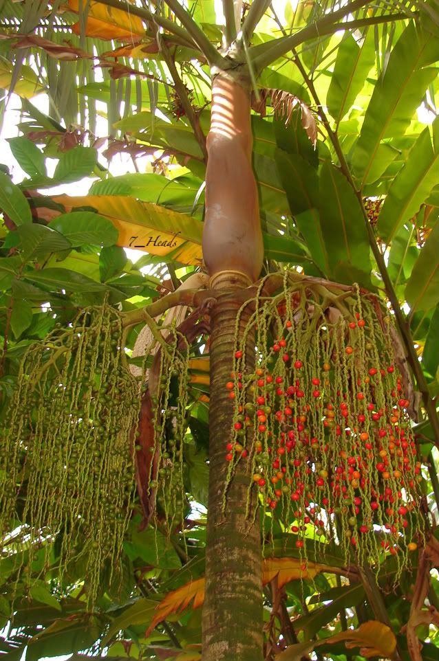 LIVE TROPICAL SEEDLING Colorful PURPLE KING Palm Tree Archontophoenix ...