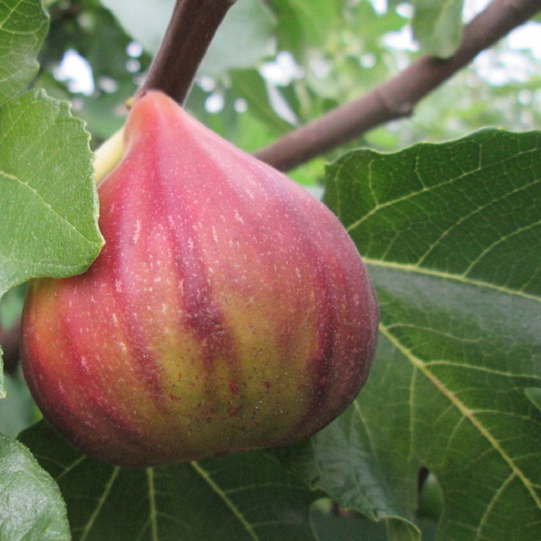 ~LITTLE RUBY~ DWARF FIG TREE Ficus Carica RED FRUITS Petite Live sml ...