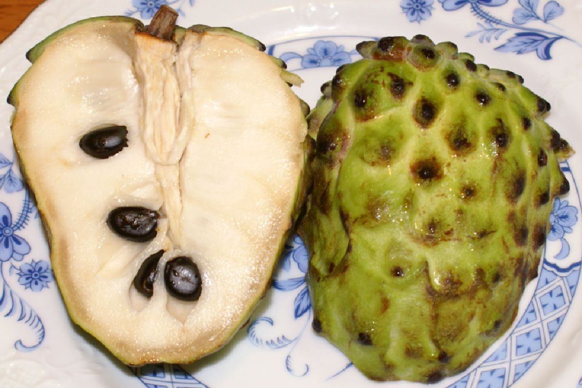 ~ATEMOYA~ Fruit Tree Hybrid Annonaceae Annona squamosa x cherimola Live ...