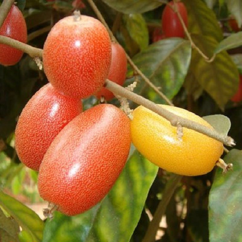 ~SOH SHANG~ Elaeagnus Latifolia WILD OLIVE Nice potted 18-30inch PLANT ...