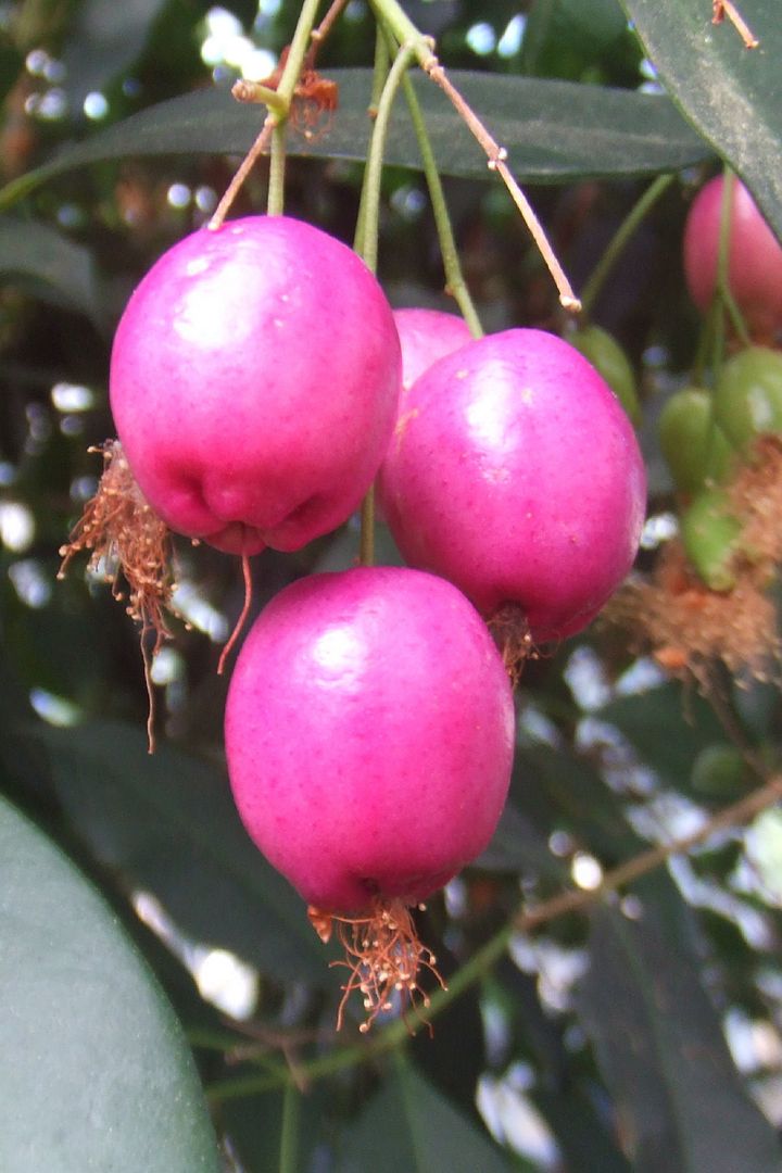 ~LILLY PILI~ RARE FRUIT TREE Syzygium smithii LIVE BIGGER 2-3ft Plant ...