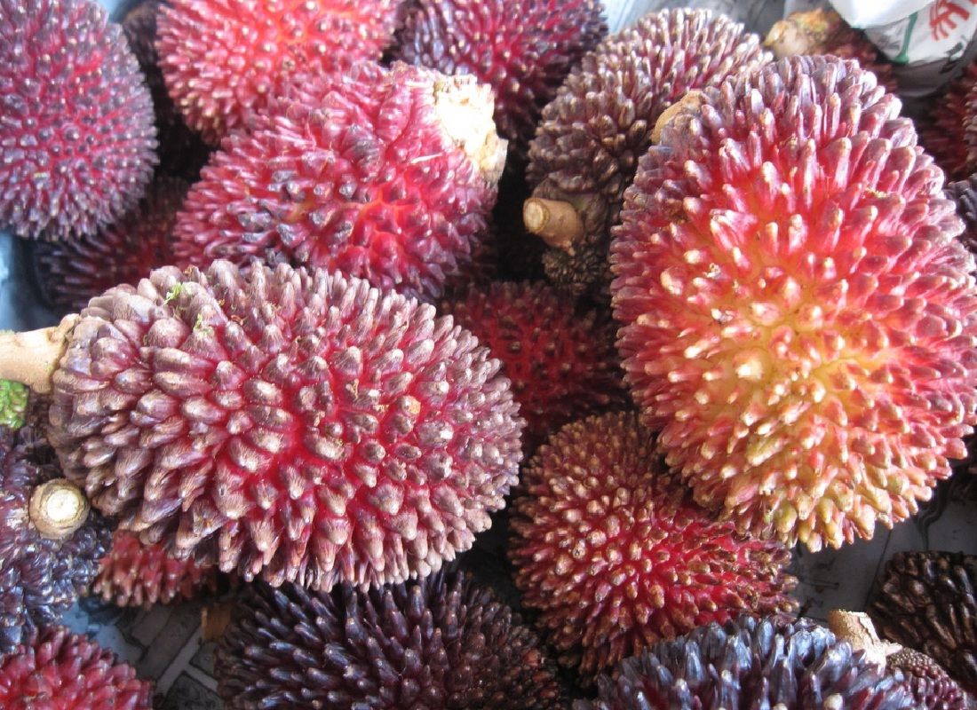 Nephelium mutabile ~PULASAN~ Ultra Tropical Fruit Tree Bulala LIVE RARE ...