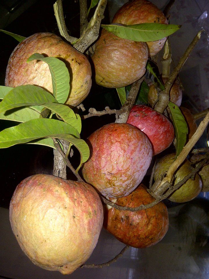 ~ANONA ROJA~ Annona reticulata RED CUSTARD APPLE Annonaceae 10 RARE ...