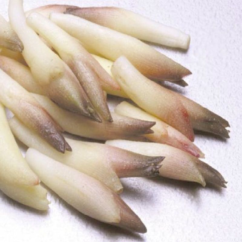 Zingiber Mioga Dancing Crane Dancing Crane Myoga Ginger