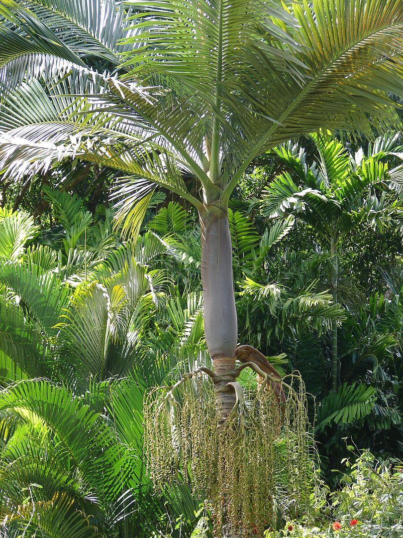 LIVE TROPICAL SEEDLING Colorful PURPLE KING Palm Tree Archontophoenix ...
