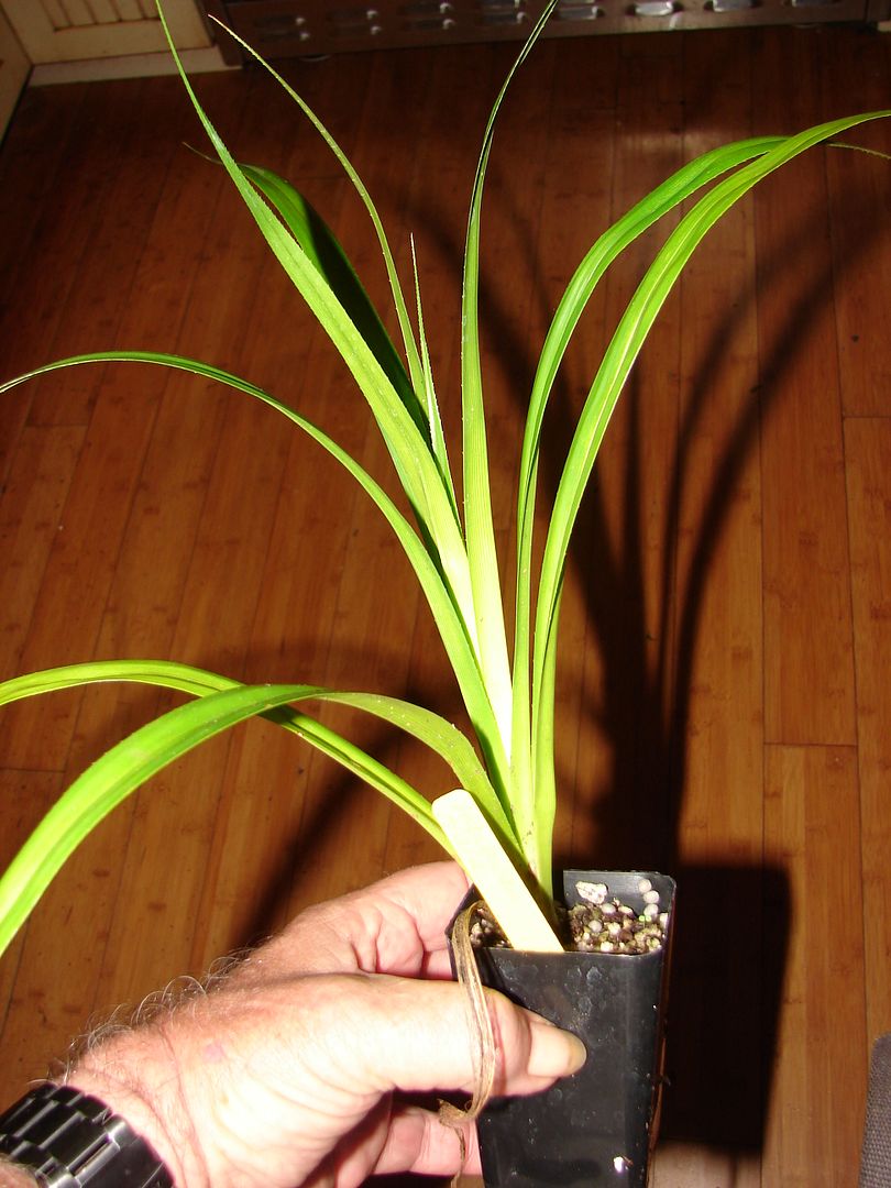~VEITCH'S SCREW PINE~ Pandanus veitchii Variegated form PU HALA Small ...