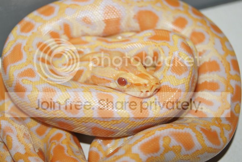 Retics, Balls and Burms | Reptile Forums