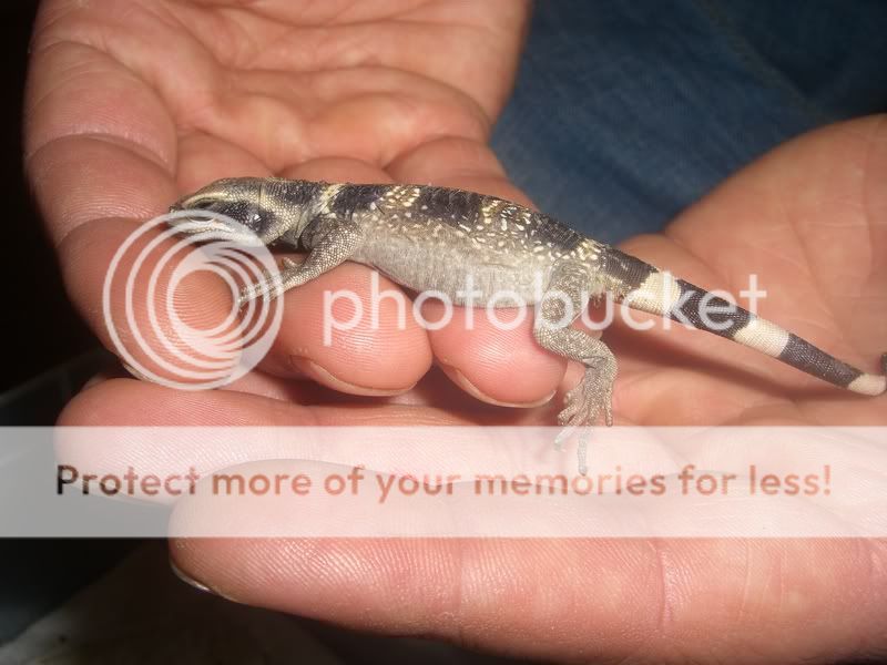chuckwalla eggs finally hatching | Reptile Forums