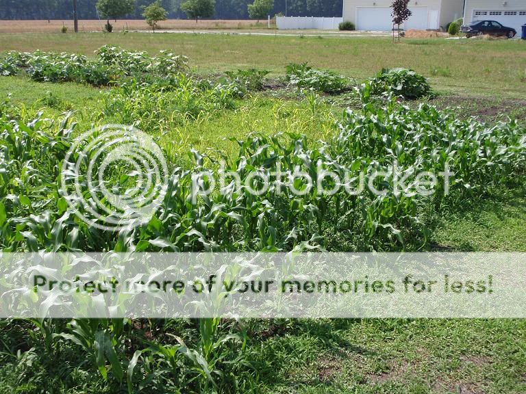Garden and overall progress 56K Need some help also , Guineas arrived ...