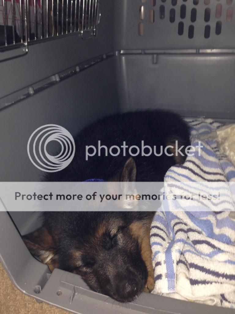 Meet Hans aka Bacon | German Shepherds Forum