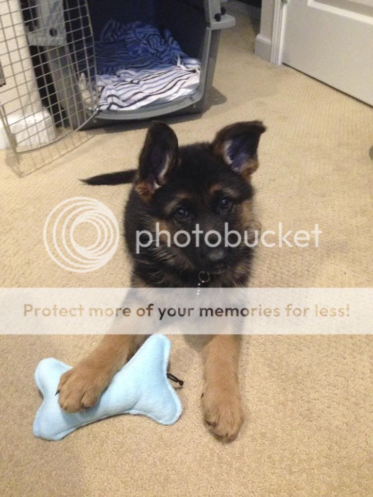 Meet Hans aka Bacon | German Shepherds Forum