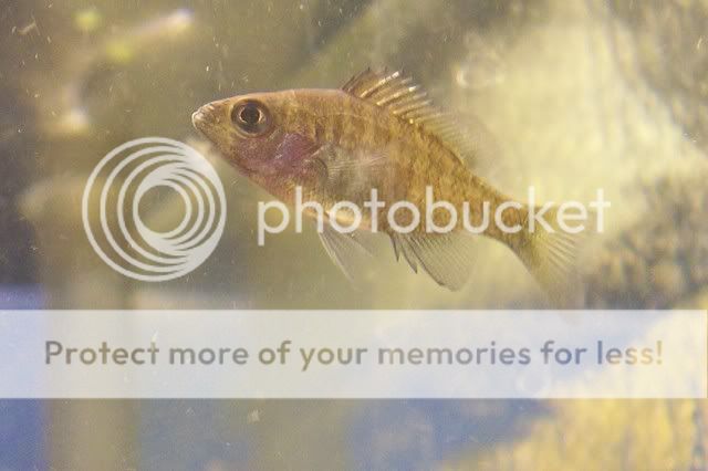 Baby Sunfish | AquariaCentral.com