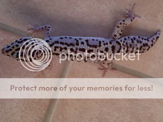 Morph ID Leo | Reptile Forums